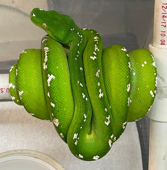 Aru Green Tree Python by Snakes at Sunset