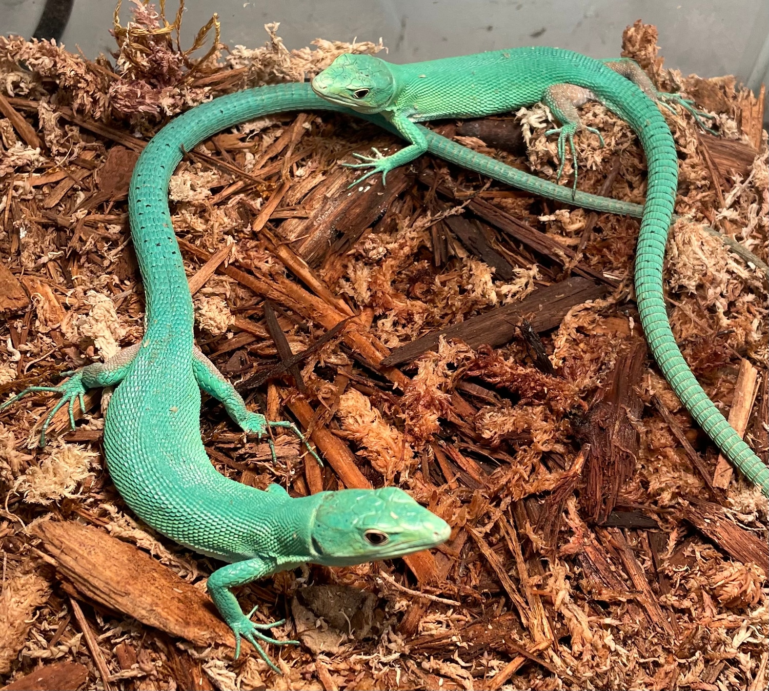 Pair Of Green Keeled Lizards More Lizard by Snakes at Sunset - MorphMarket