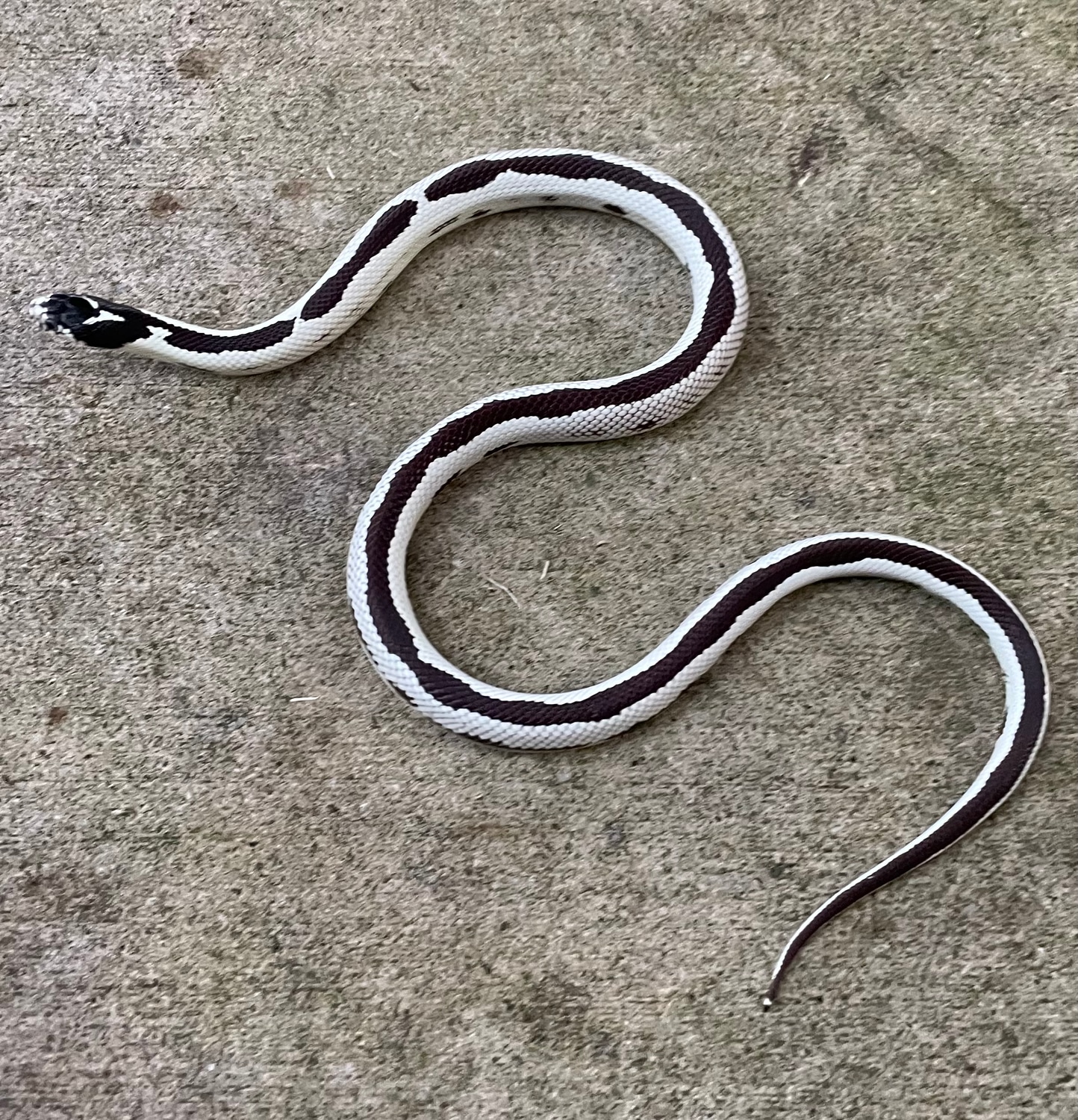 Juvenile Reverse Striped California Kingsnake by Snakes at Sunset ...