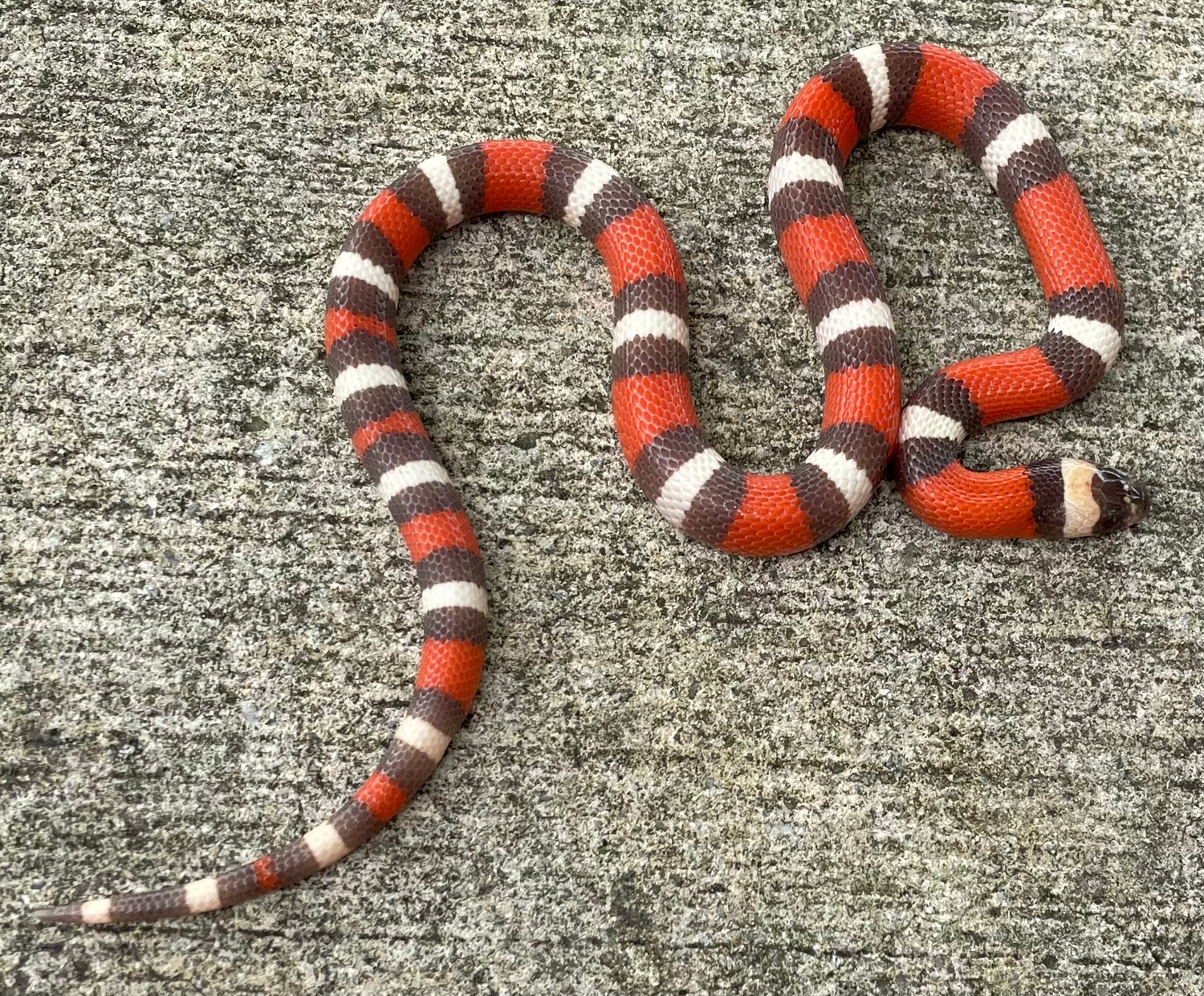 Hypo Apricot Pueblan Milk Snake by Snakes at Sunset - MorphMarket