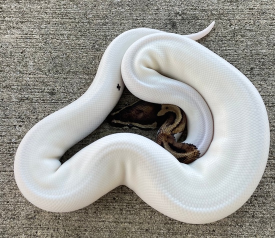 High- White Pied Ball Python by Snakes at Sunset