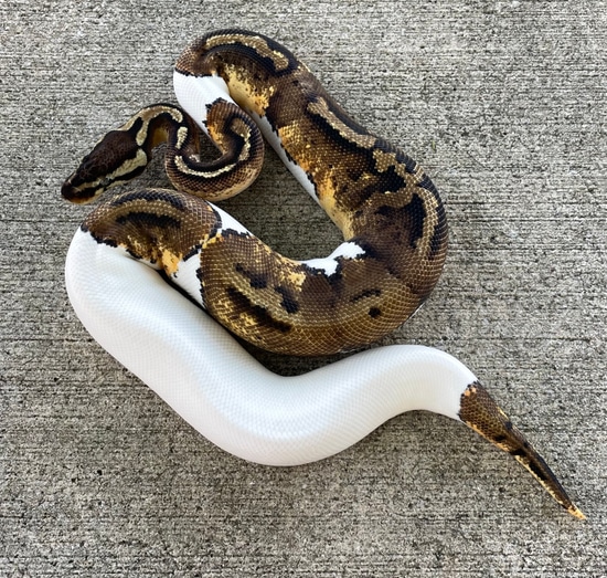 Juvenile Pied #3 Ball Python by Snakes at Sunset