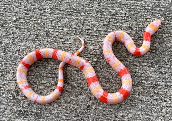 Albino Pueblan Milksnake Pueblan Milk Snake by Snakes at Sunset