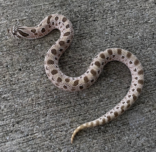 Arctic Conda Western Hognose by Snakes at Sunset