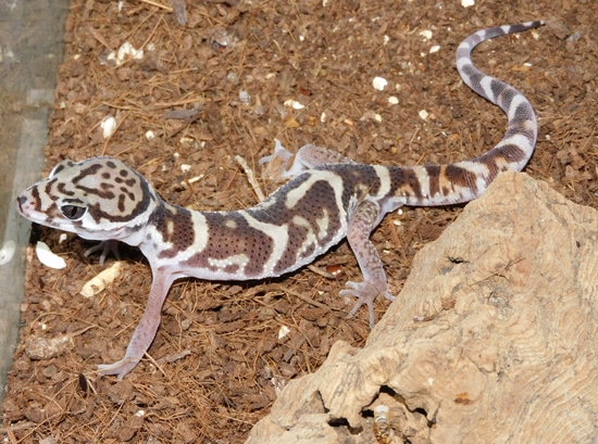 Central American Banded Gecko by Best Exotics LLC