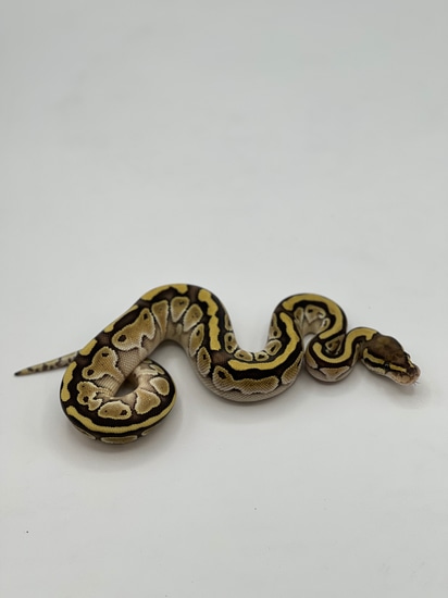Lesser Jedi Poss Hetari Ball Python by Snakes for the Memories LLC