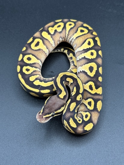 Mojave Yellow Belly Ball Python by Snakes for the Memories LLC ...