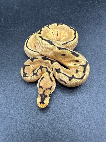 Spider Clown Ball Python by Snakes for the Memories LLC