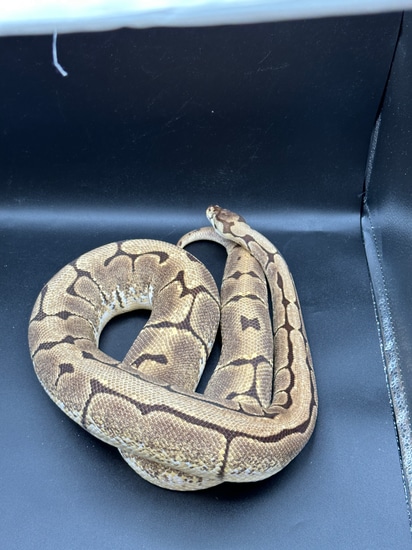 Spider Het Clown Ball Python by Snakes for the Memories LLC