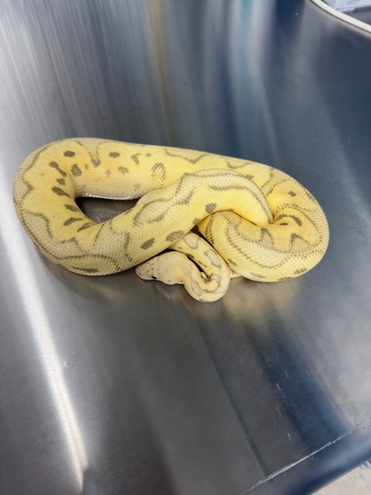 Superfly Clown Ball Python by Snakes for the Memories LLC