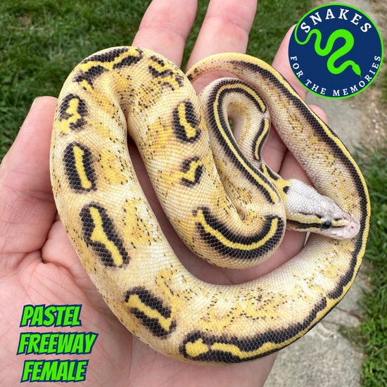 Pastel Freeway Ball Python by Snakes for the Memories LLC