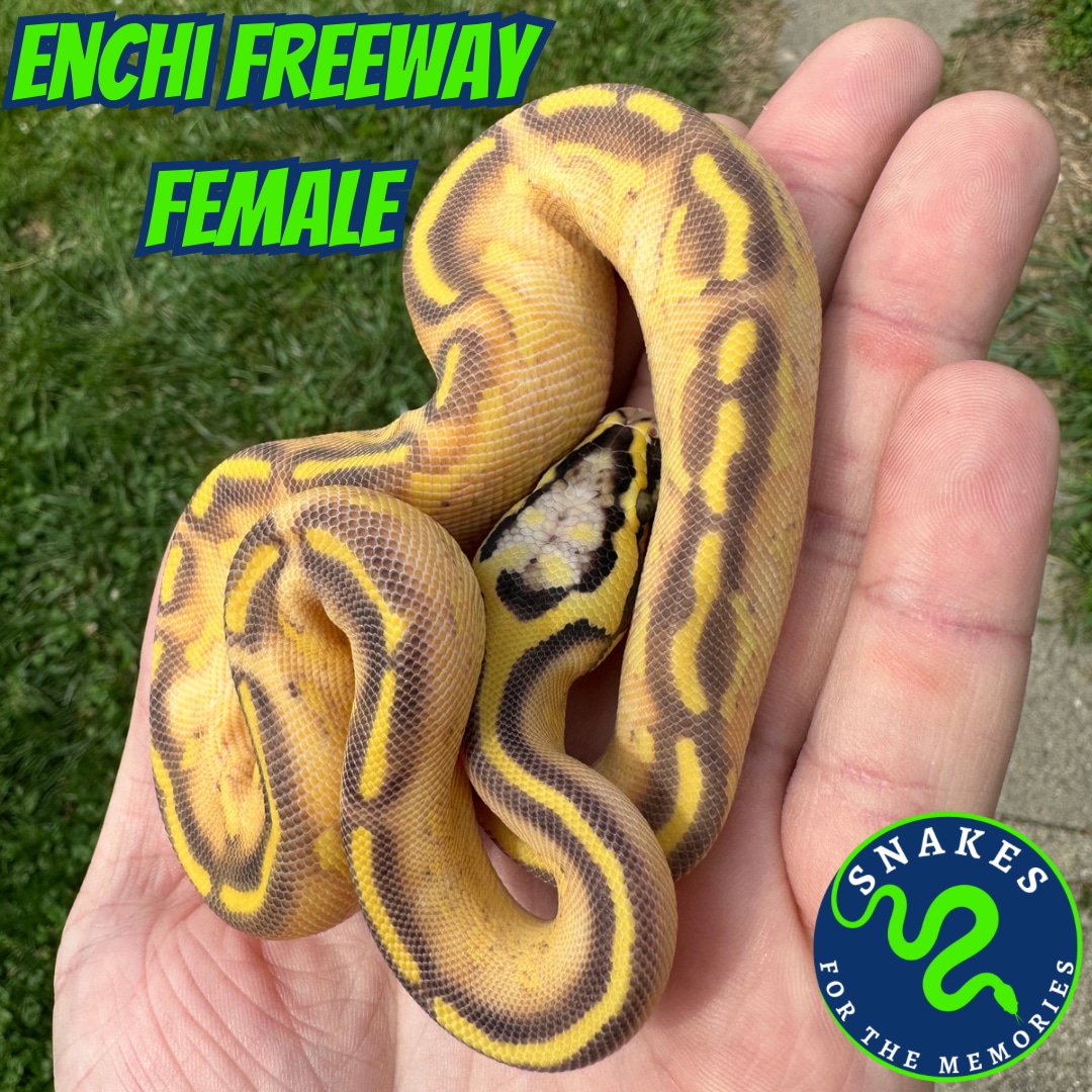 Enchi Freeway Ball Python by Snakes for the Memories LLC - MorphMarket