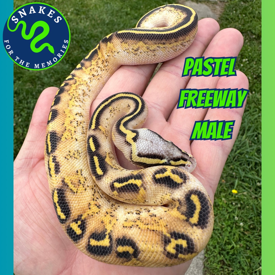 Pastel Freeway Ball Python by Snakes for the Memories LLC - MorphMarket