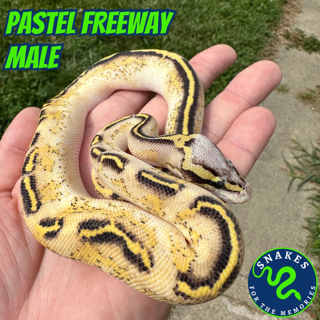Pastel Freeway Ball Python by Snakes for the Memories LLC - MorphMarket