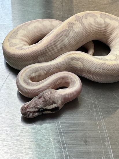 Mystic Fire YB Mojave Ball Python by Snakes for the Memories LLC