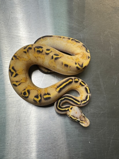 Pastel Freeway Ball Python by Snakes for the Memories LLC