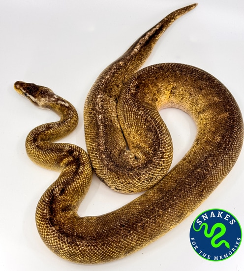 GHI Pewter Ball Python by Snakes for the Memories LLC