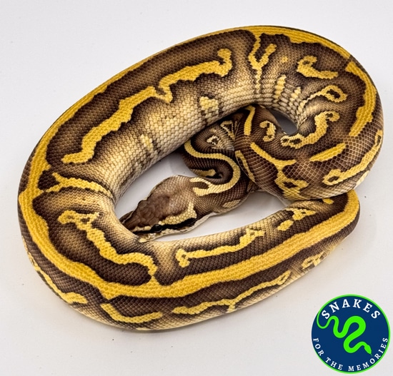 Lesser Het Clown Pastel Leopard Ball Python by Snakes for the Memories LLC