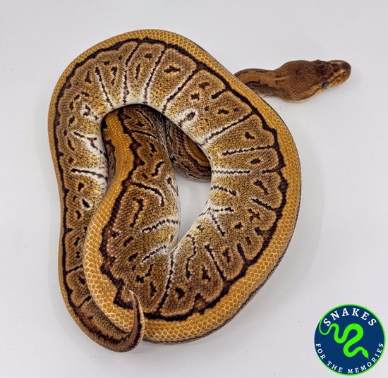 Het Clown Pinstripe Het Desert Ghost Ball Python by Snakes for the ...