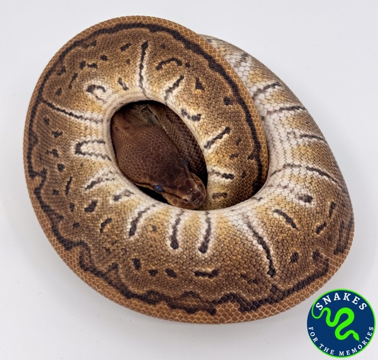 Het Clown Cypress Pinstripe Desert Ghost Ball Python by Snakes for the ...