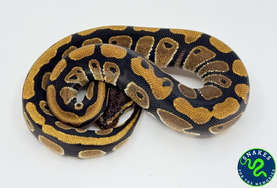 Het Desert Ghost Cypress Ball Python by Snakes for the Memories LLC