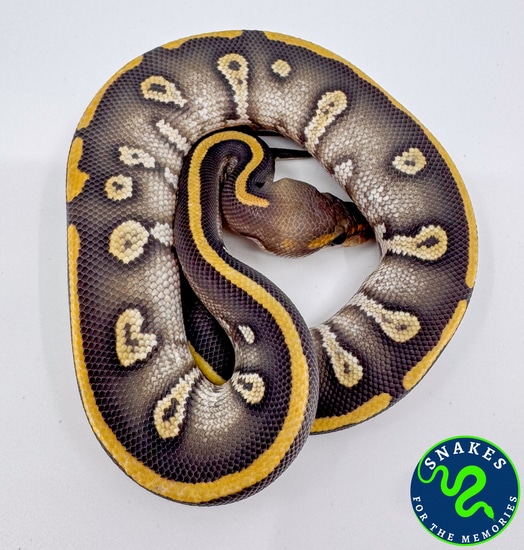 Hypo Chocolate Mojave Het Desert Ghost Ball Python by Snakes for the ...