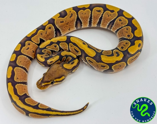 Hypo Ball Python by Snakes for the Memories LLC