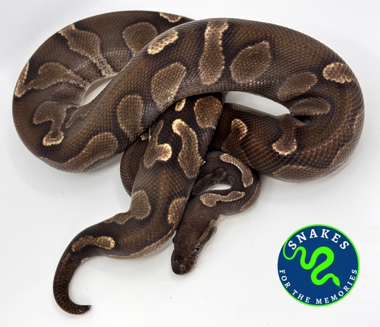 GHI, Cinnamon, Het Hypo Ball Python by Snakes for the Memories LLC
