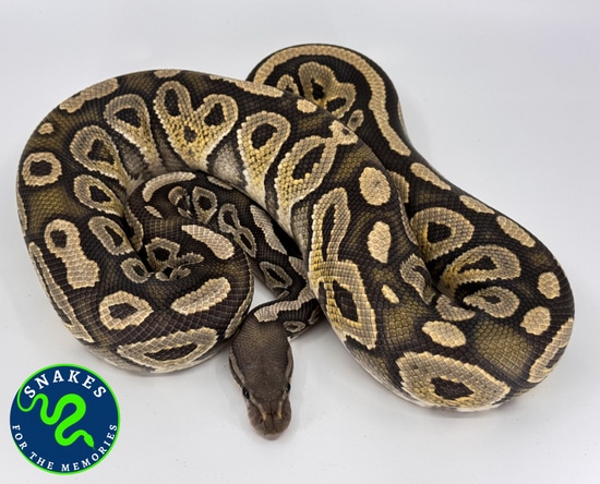 Cinnamon, Vanilla, Hypo Ball Python by Snakes for the Memories LLC