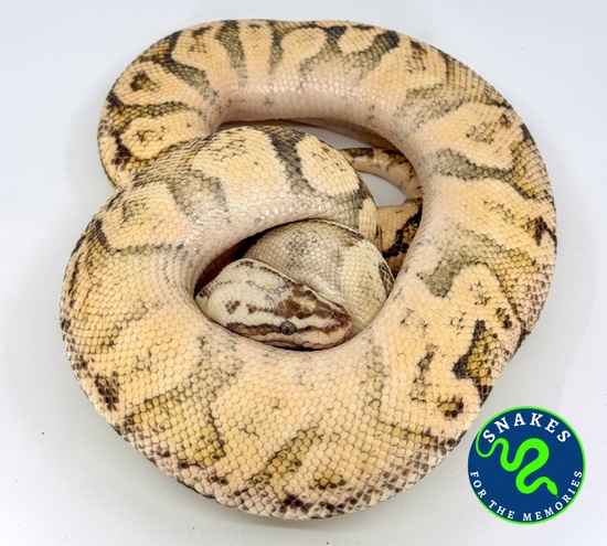 Fire GHI Super Pastel Ball Python by Snakes for the Memories LLC