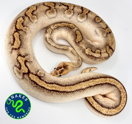 Champagne Orange Dream Yellow Belly Ball Python by Snakes for the ...