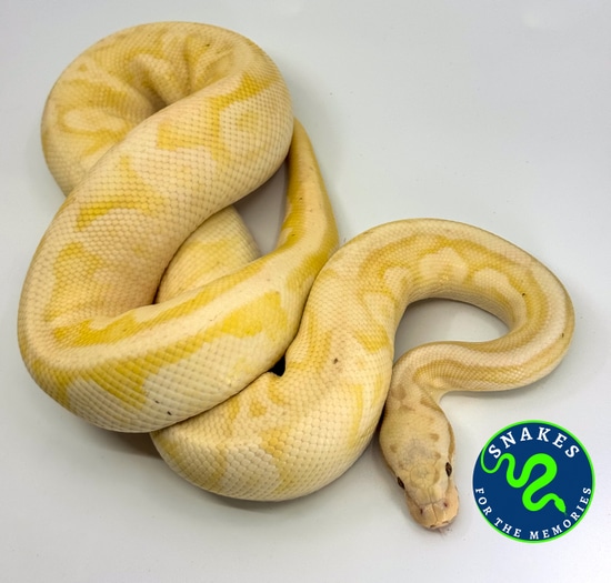 Banana Calico Fire Pastel Yellow Belly Ball Python by Snakes for the ...