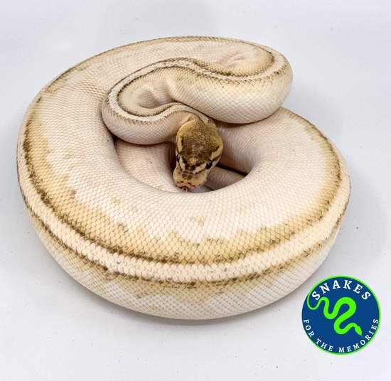 Bongo Fire Mojave Orange Dream Ball Python by Snakes for the Memories LLC