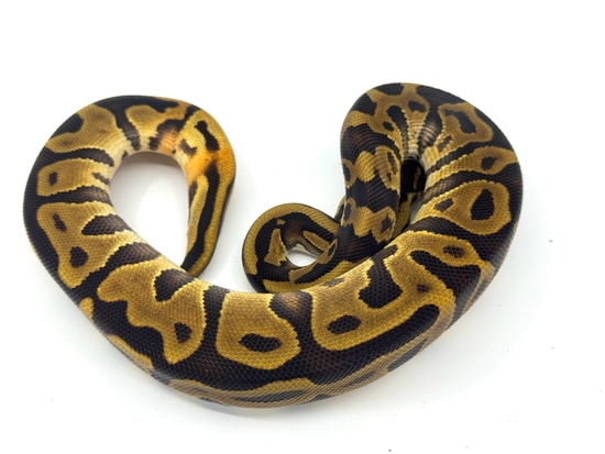 Orange Dream Leopard Het Clown Het Piebald Ball Python by Snakes for ...