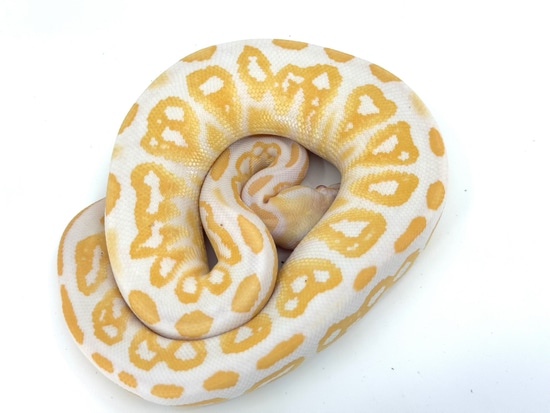 Black Pastel Albino Ball Python by Snakes for the Memories LLC