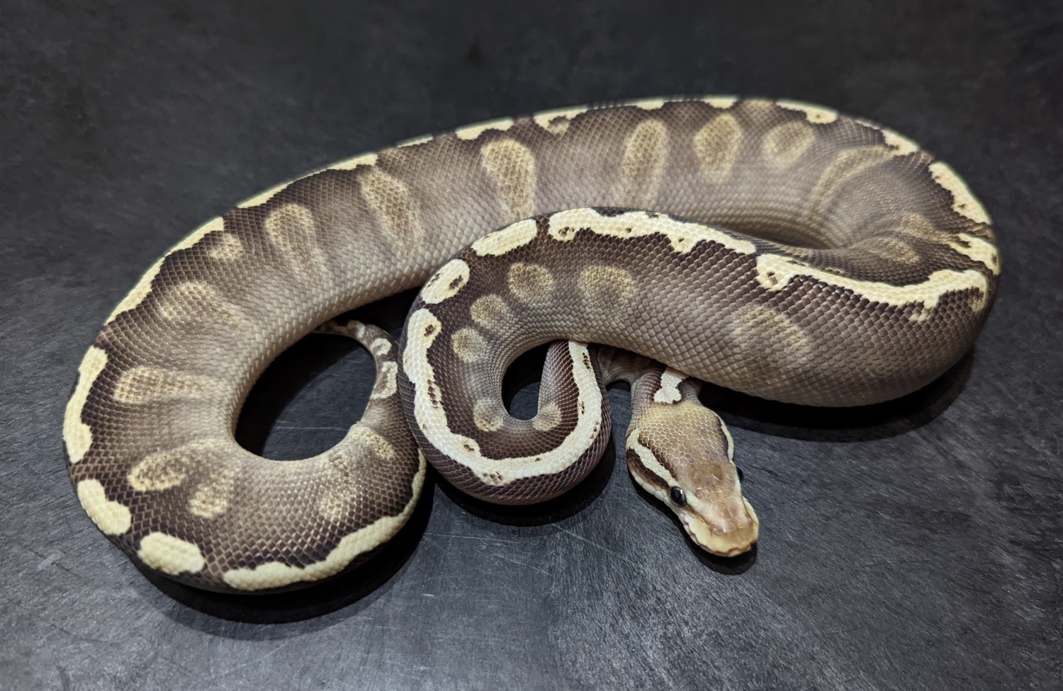 GHI Pastave Het Hypo Ball Python by Snake Shack - MorphMarket