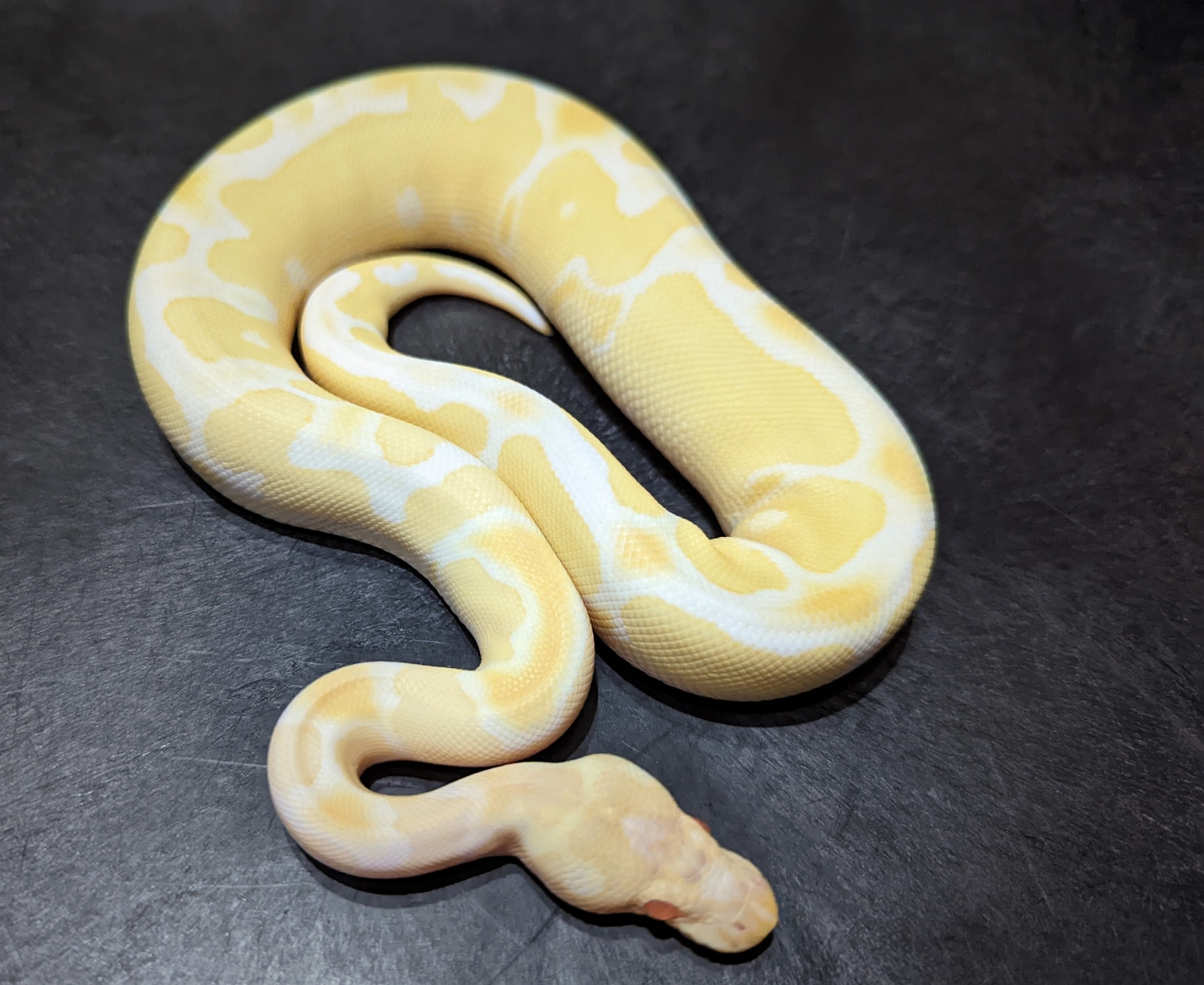 Albino Clown Ball Python by Snake Shack - MorphMarket