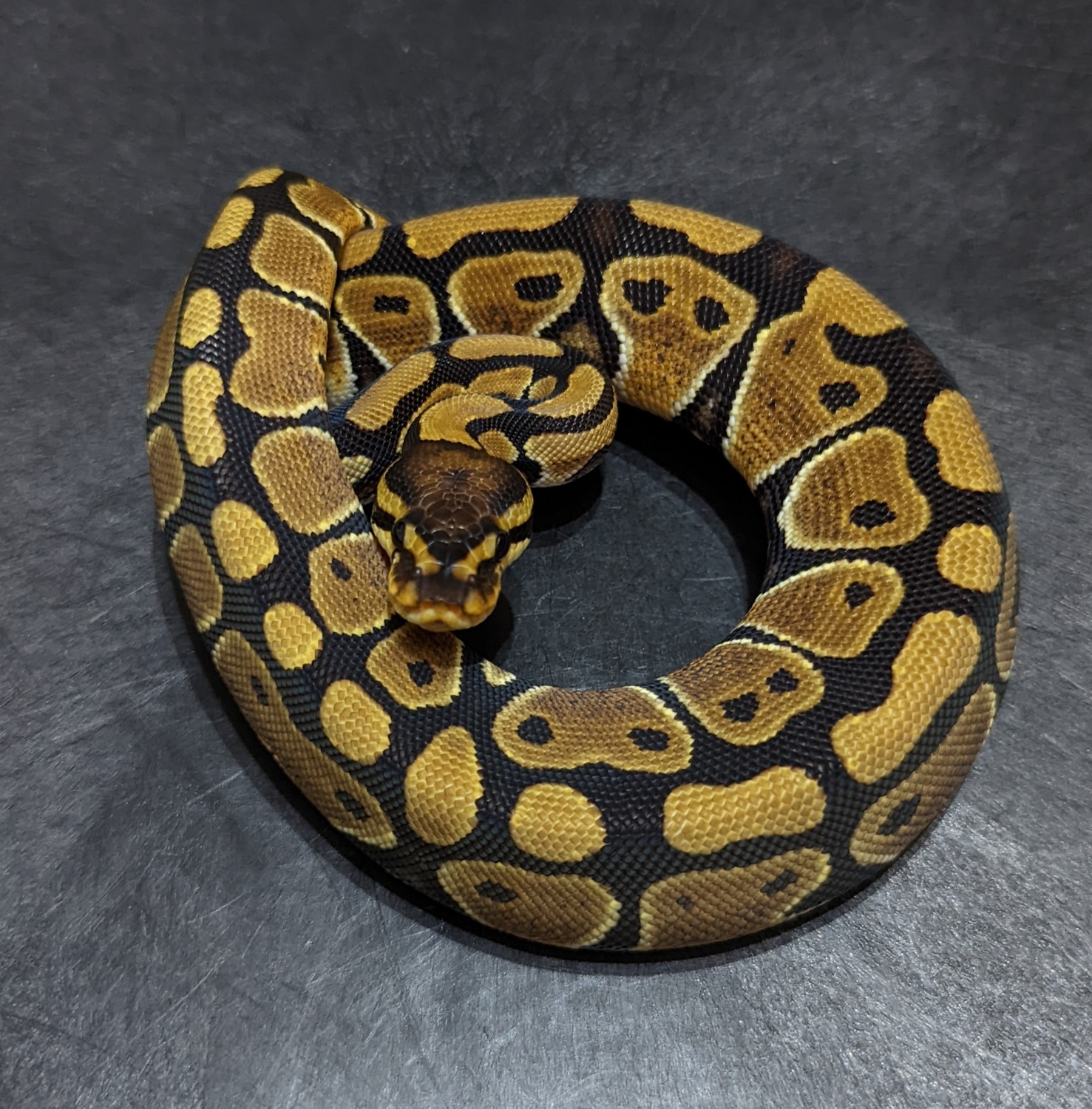 DH Desert Ghost Clown 50% Het Hypo Ball Python by Snake Shack - MorphMarket