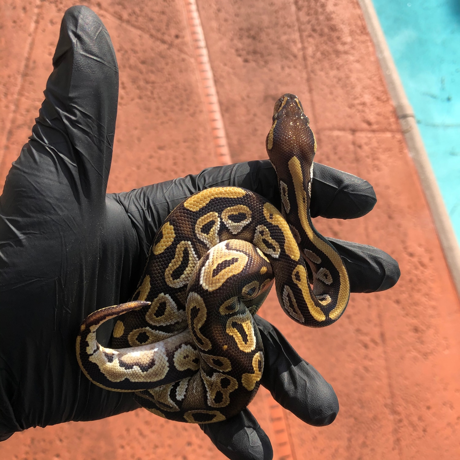 Mojave Het Candino Ball Python by Collision Morphs - MorphMarket