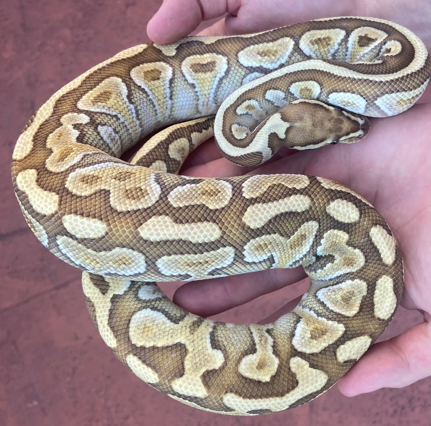 Lesser Spotnose Het Clown Ball Python by Collision Morphs - MorphMarket