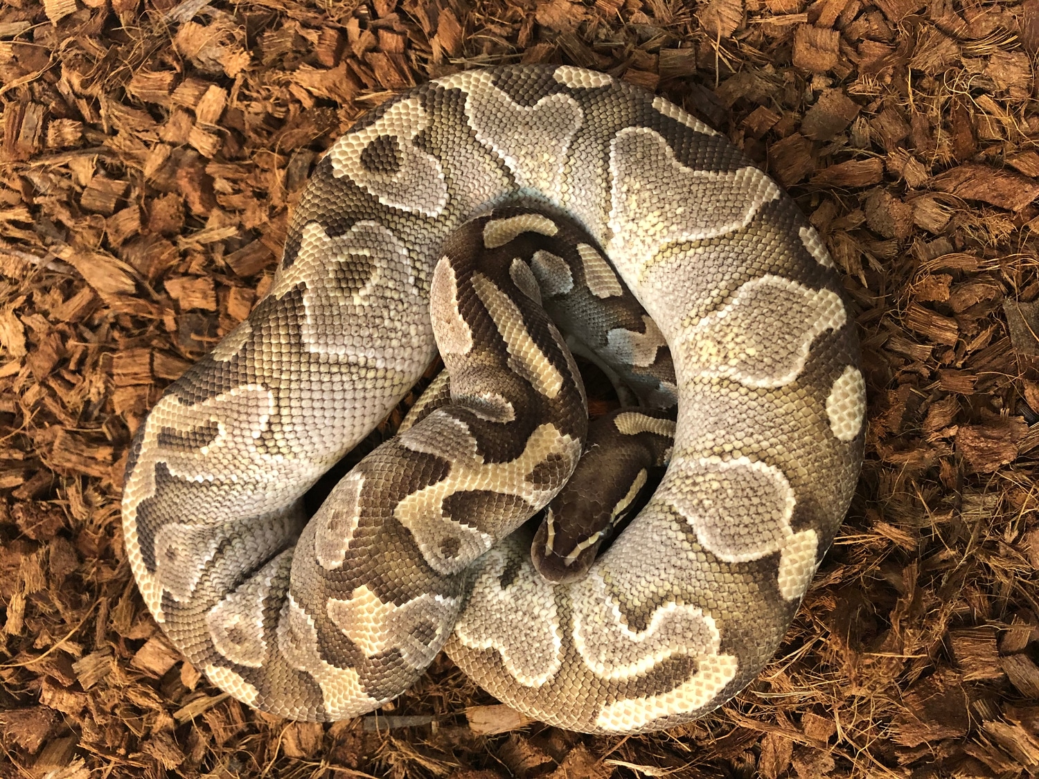 Mojave Enchi 50% Albino 50% Het Candy Ball Python by Collision Morphs ...