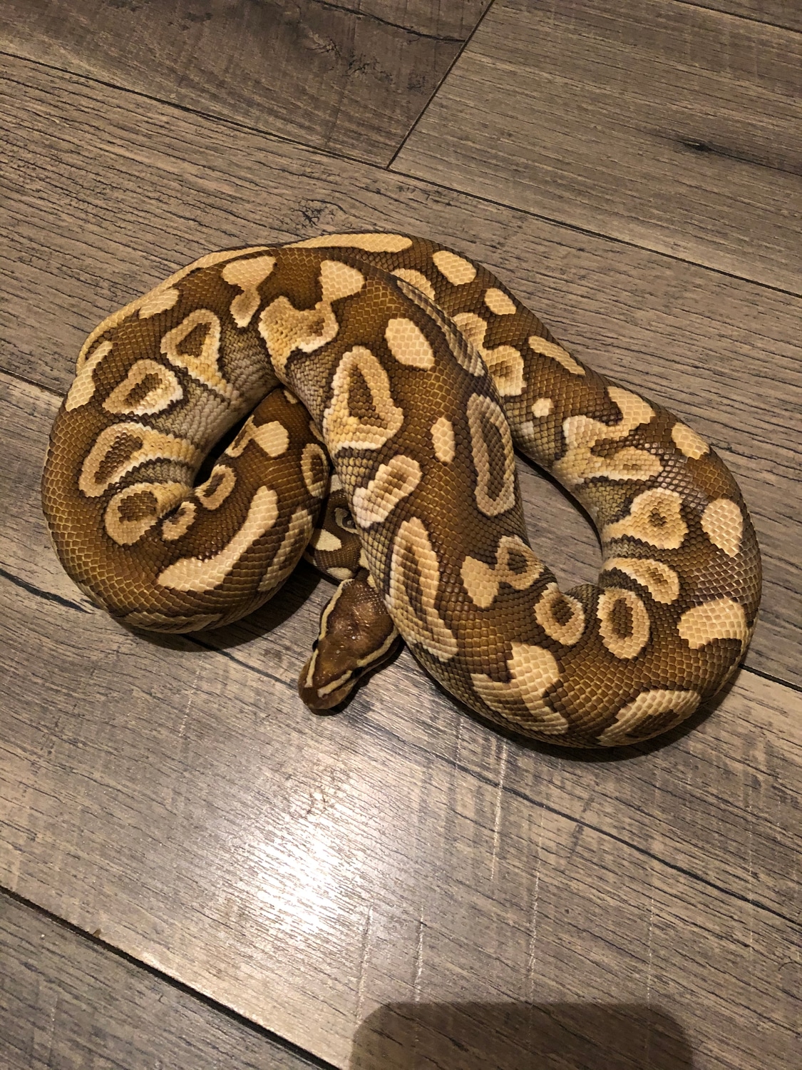 Lesser Spotnose Het Clown Ball Python by Collision Morphs - MorphMarket
