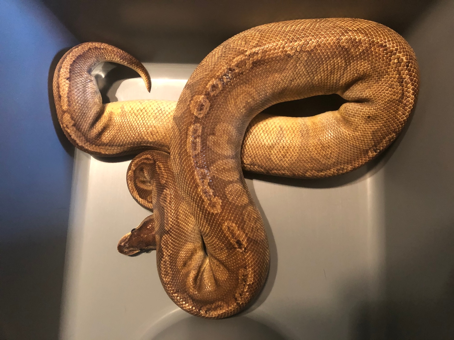 Sunset Ball Python by Collision Morphs - MorphMarket