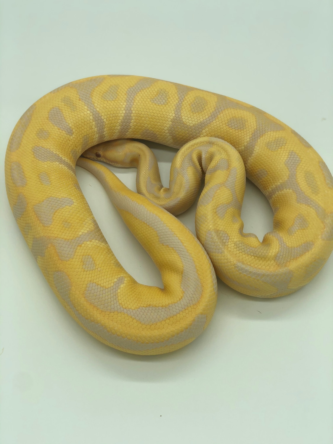 Leopard Candino Ball Python By Collision Morphs MorphMarket leopard-candino-ball-python-by-collision-morphs-morphmarket