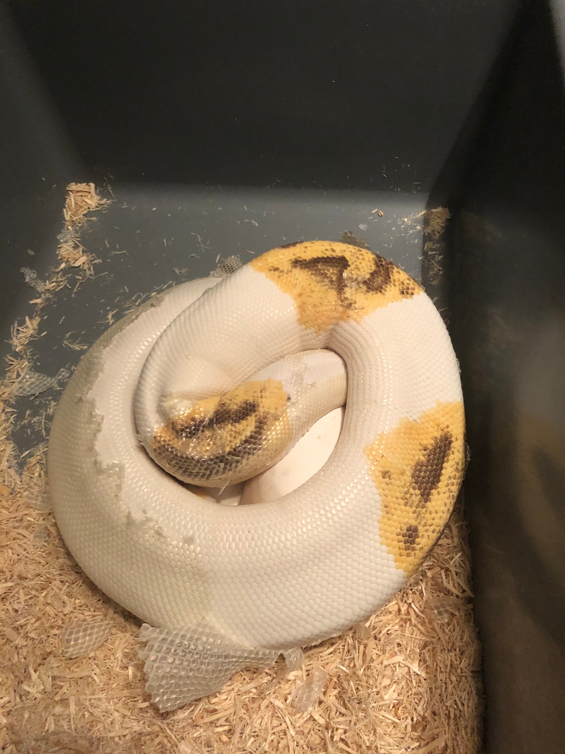 Fire Enchi Yellow Belly Pied Pos Od Ball Python by Collision Morphs ...