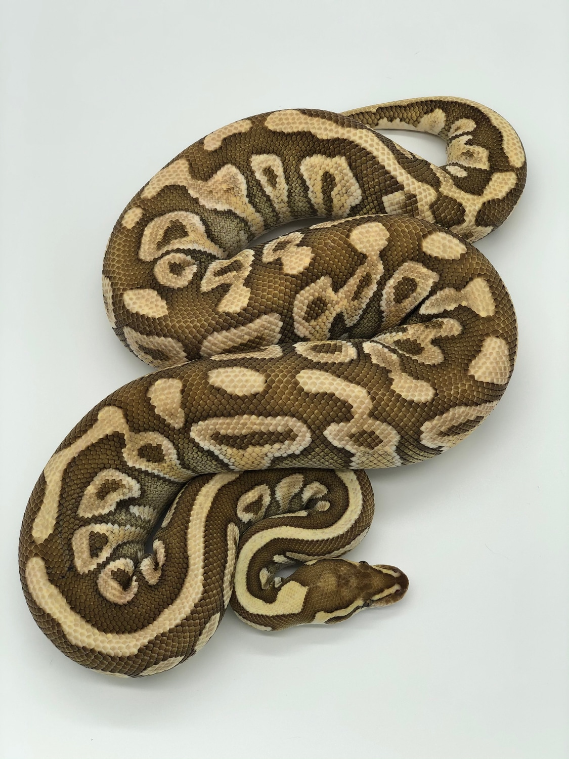 Lesser Spotnose Het Clown Ball Python by Collision Morphs - MorphMarket