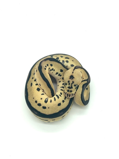 Pastel Leopard Clown Ball Python by Collision Morphs