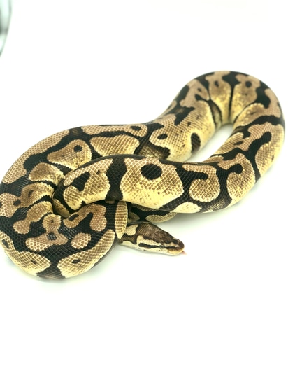Pastel Het Clown Ball Python by Collision Morphs