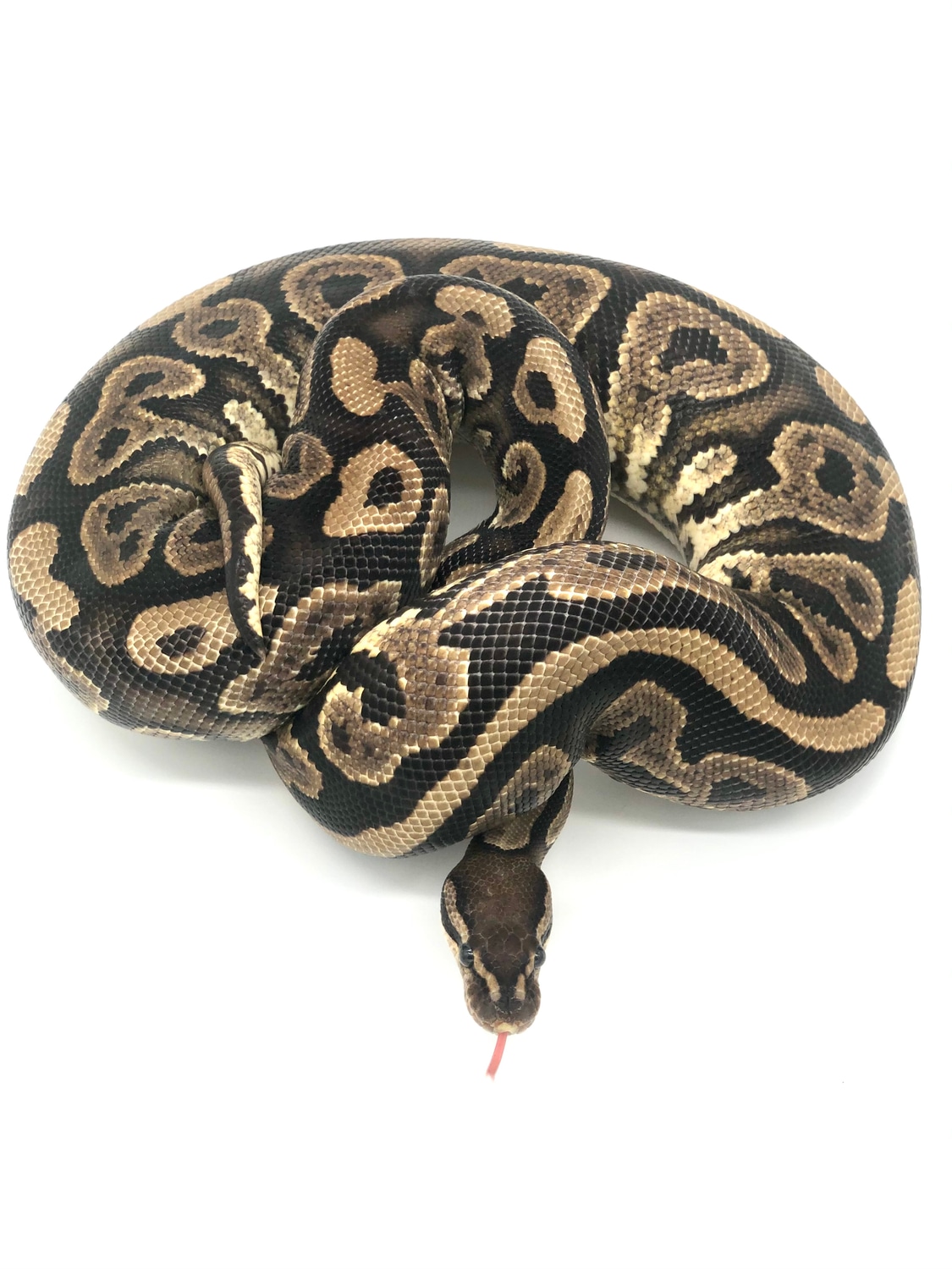 Black Pastel Yellowbelly Ball Python by Collision Morphs - MorphMarket