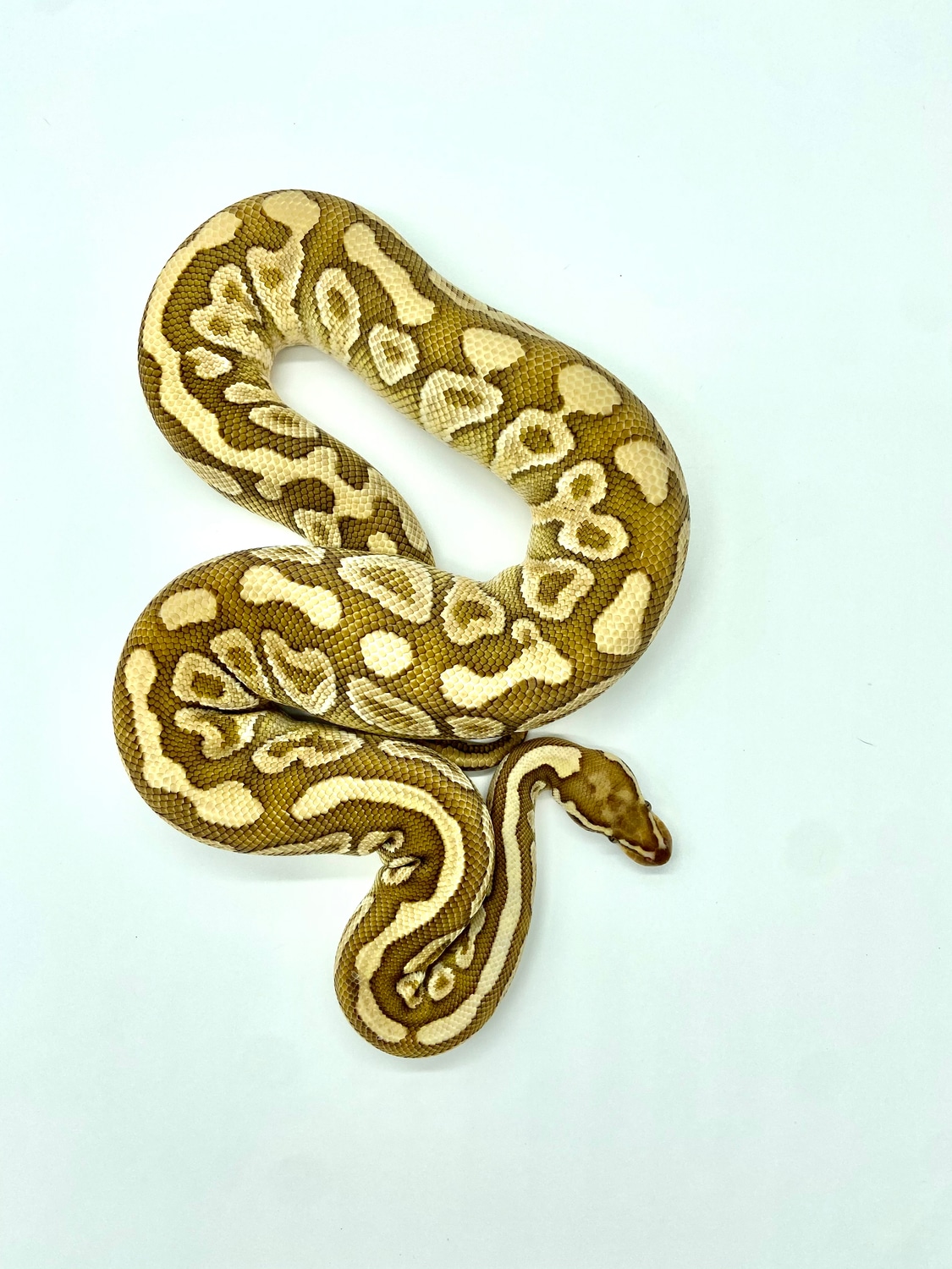 Lesser Spotnose Het Clown Ball Python by Collision Morphs - MorphMarket